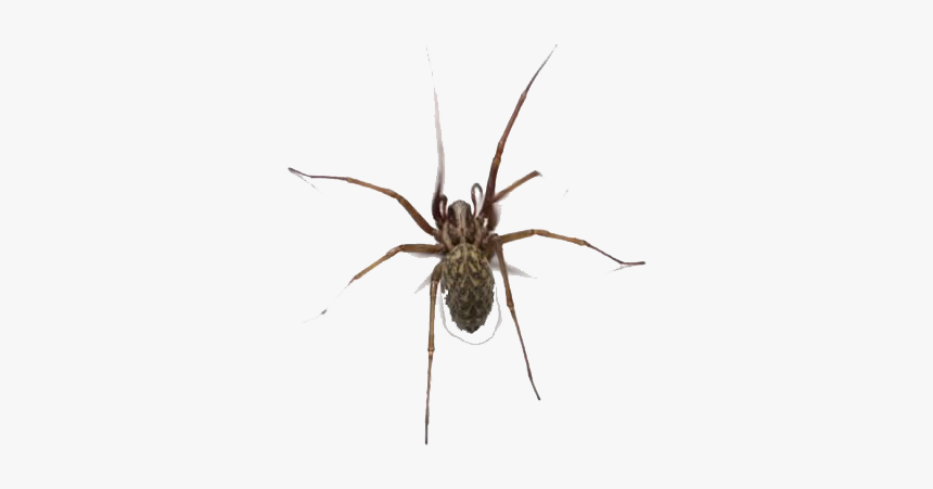 Spider Png Free Download - Insect, Transparent Png , Transparent Png ...