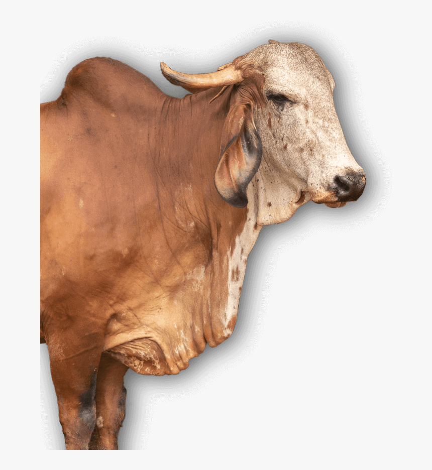 Organic Gir Cow Milk, Organic Gir Cow Ghee, Goodness - Gir Cow Images ...