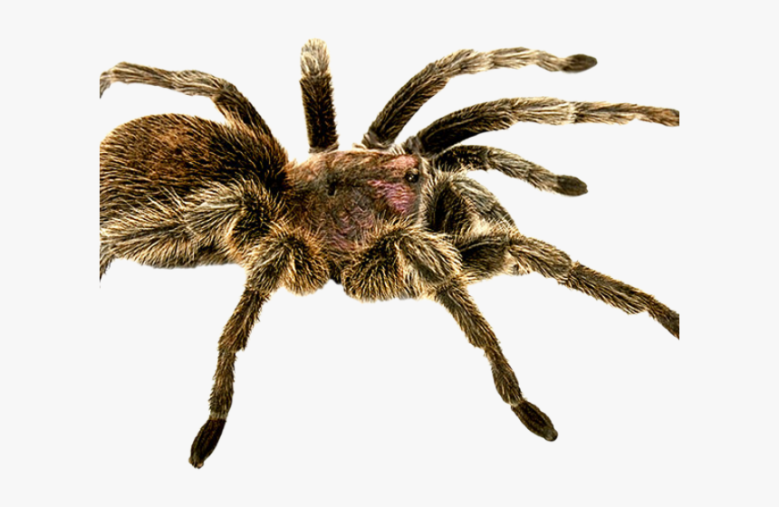 Transparent Transparent Spider Png - Spider Png, Png Download ...