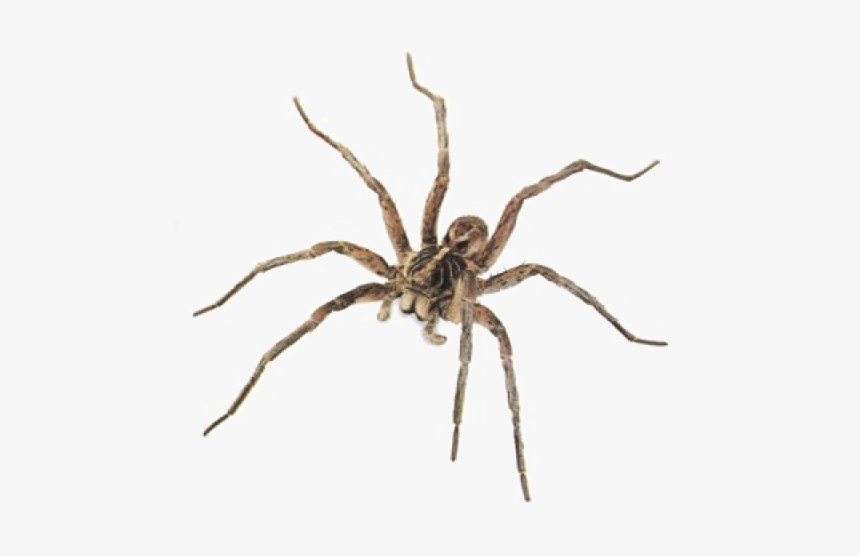 Spider Png Transparent Images - Spider Png, Png Download , Transparent ...