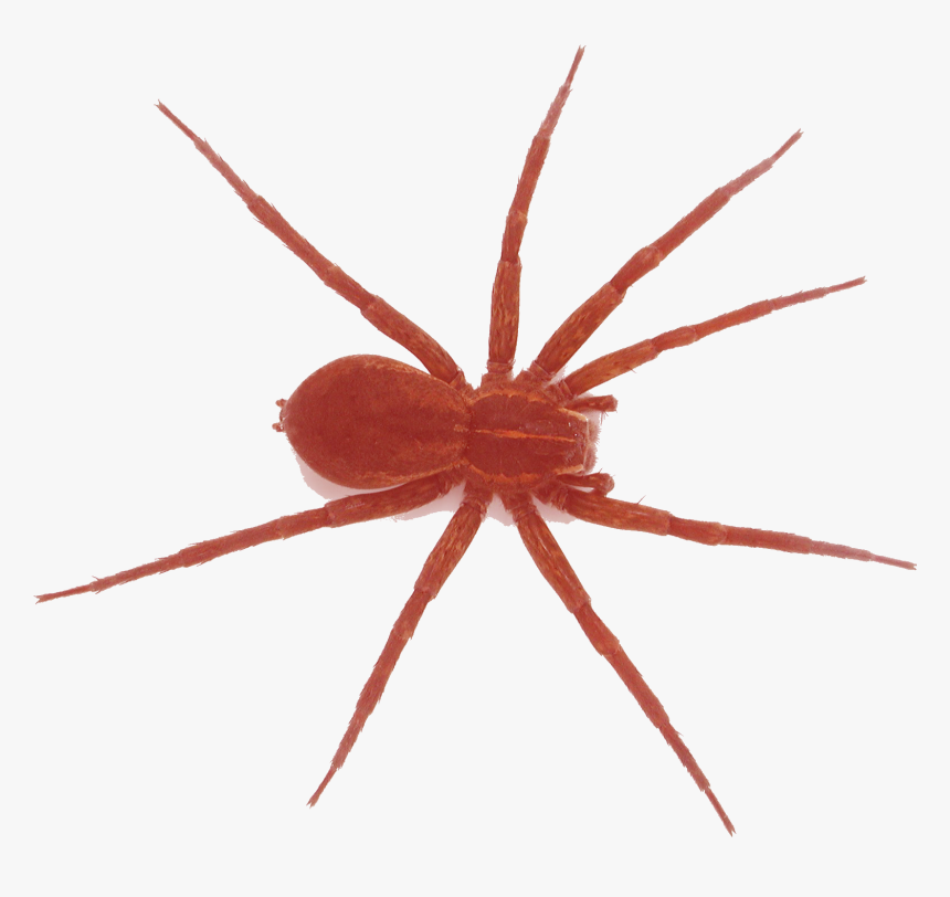 Spider , Png Download - Araneus Cavaticus, Transparent Png ...