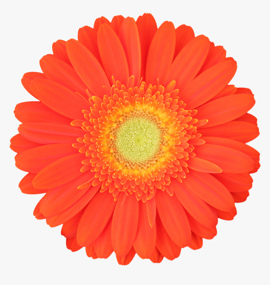 Feed Transparent Background - Dark Blue Paper Fan, HD Png Download ...