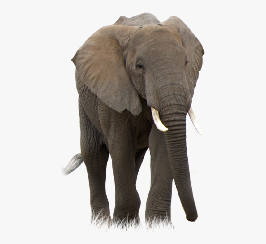 Elephant Png, Transparent Png , Transparent Png Image - PNGitem