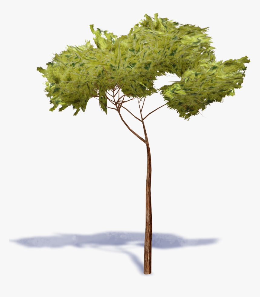 Stone Pine Tree - Stone Pine Tree Png, Transparent Png , Transparent ...