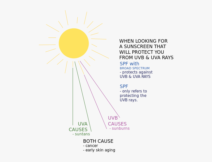 Sun Rays Diagram - Diagram Of Suns Rays, HD Png Download , Transparent ...