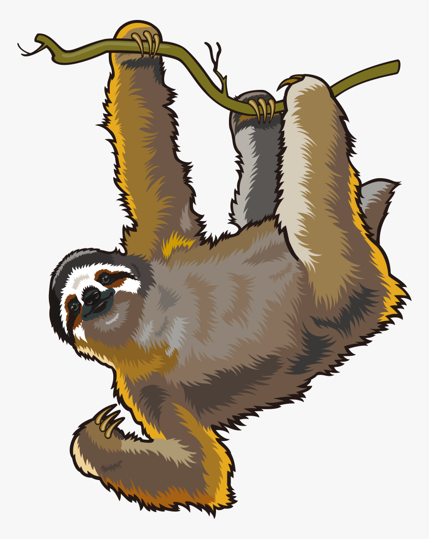 Sloth With No Background, HD Png Download , Transparent Png Image - PNGitem
