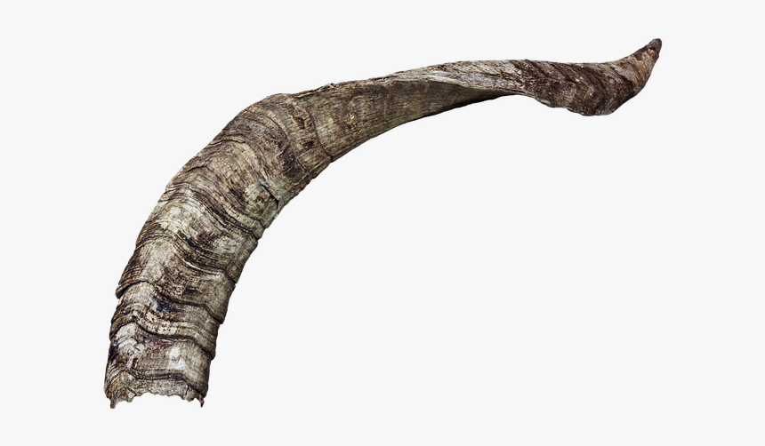 Horn, Horns, Animal, Bock, Goat, Animal World, Satan - Goat Horn Png ...