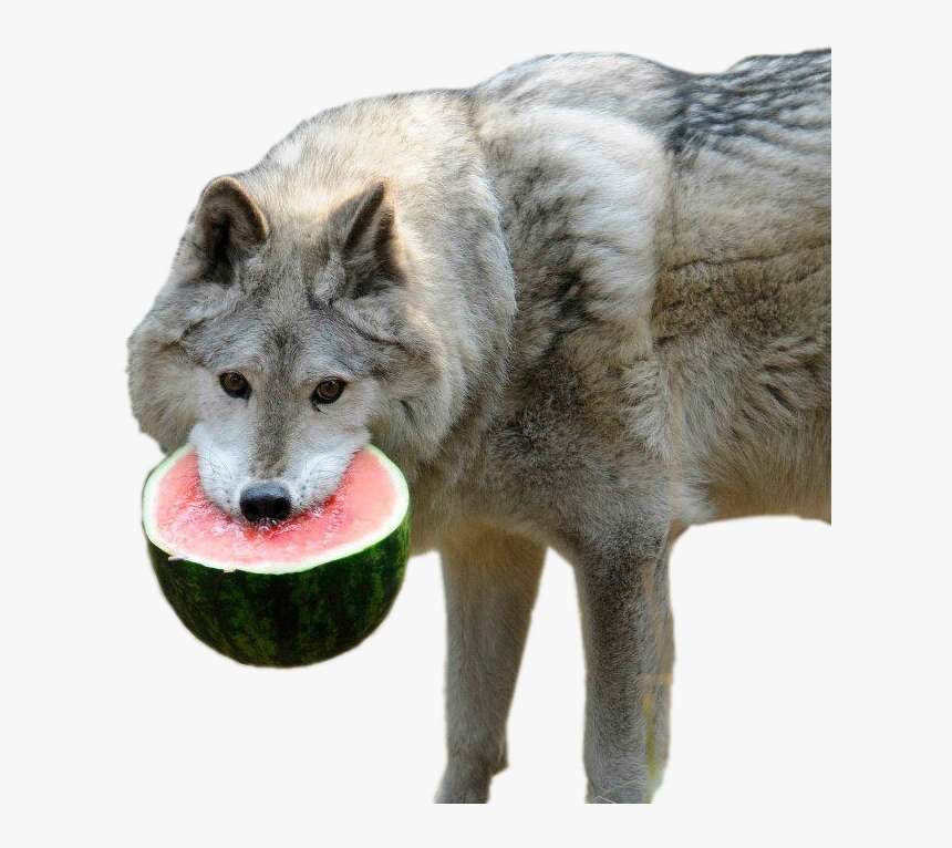 Transparent Watermelon Png - Watermelon Wolf, Png Download ...