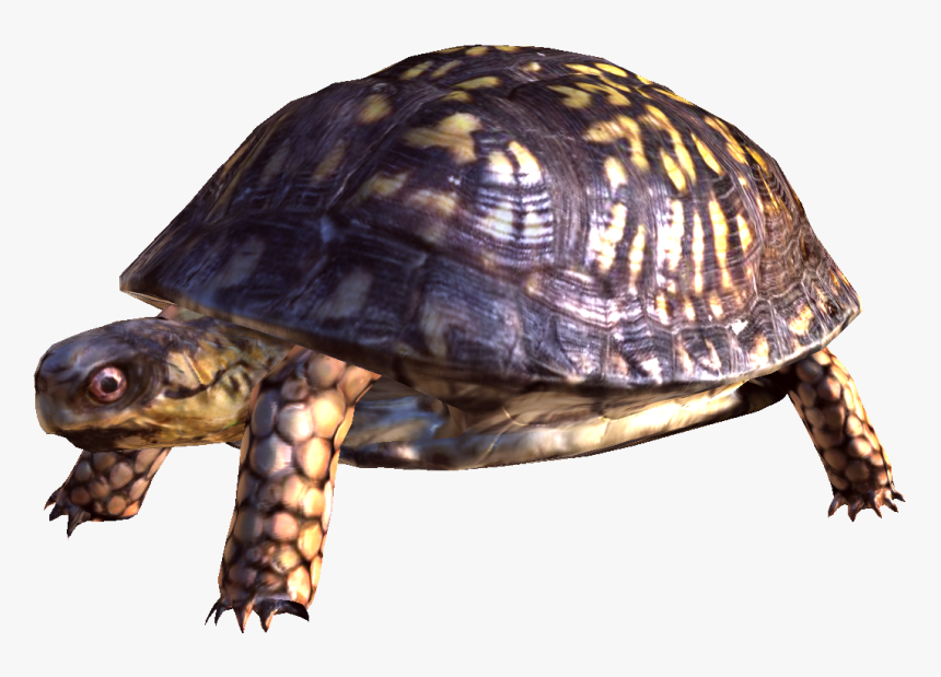 Turtle Png, Transparent Png , Transparent Png Image - PNGitem