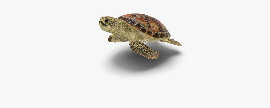 Turtle Transparent Background - Transparent Background Transparent ...
