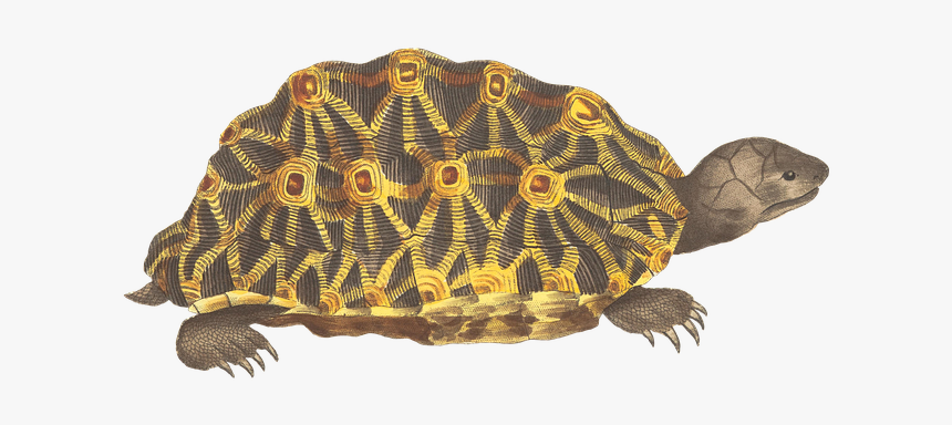 Turtle, Animal, Reptile, Vintage, Isolated, Png - Box Turtles Clip Art ...
