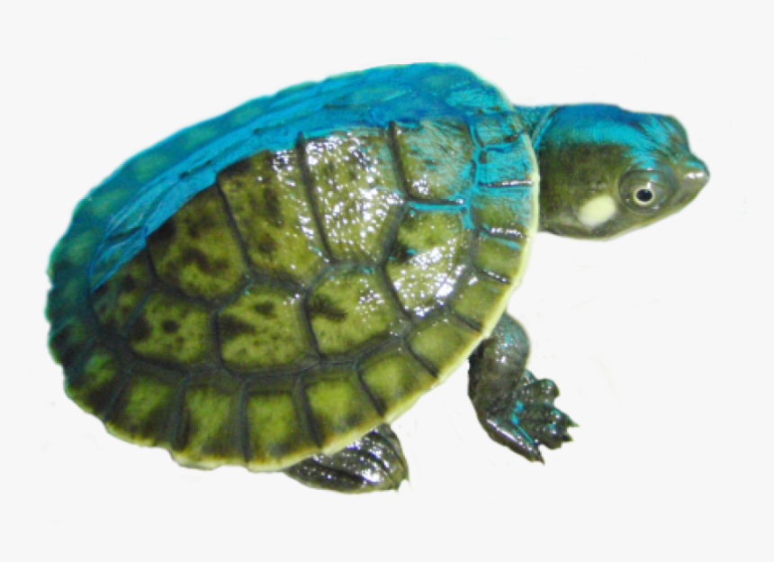 Turtle, Png V - Small Turtle Png, Transparent Png , Transparent Png ...