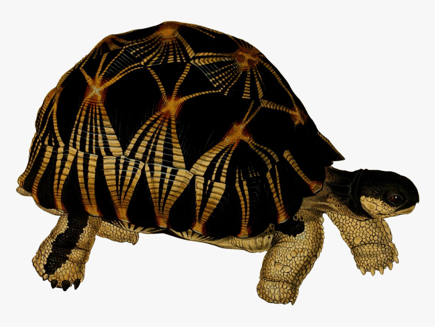 Turtle Png Background - Turtle, Transparent Png , Transparent Png Image ...