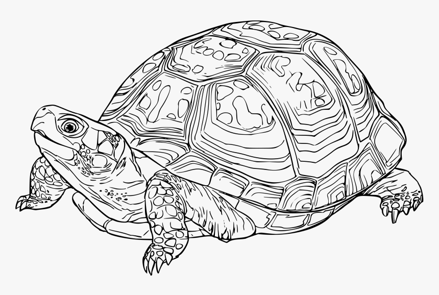 Eastern Box Turtle Clip Arts - Eastern Box Turtle Drawing, HD Png ...