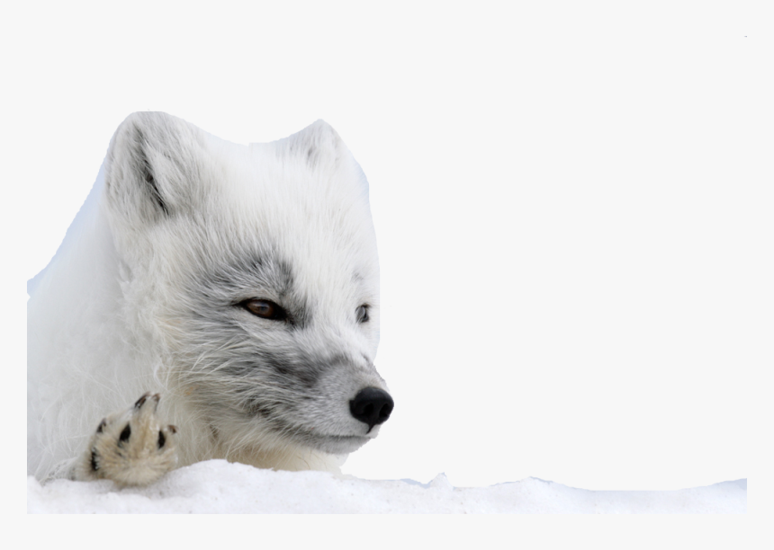 Arctic Fox Png Background - Arctic Fox, Transparent Png , Transparent ...