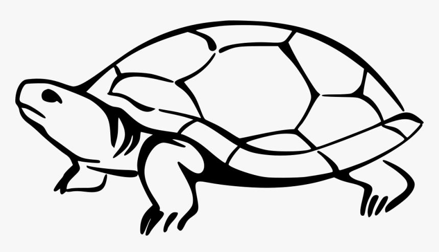 Turtle, HD Png Download , Transparent Png Image - PNGitem