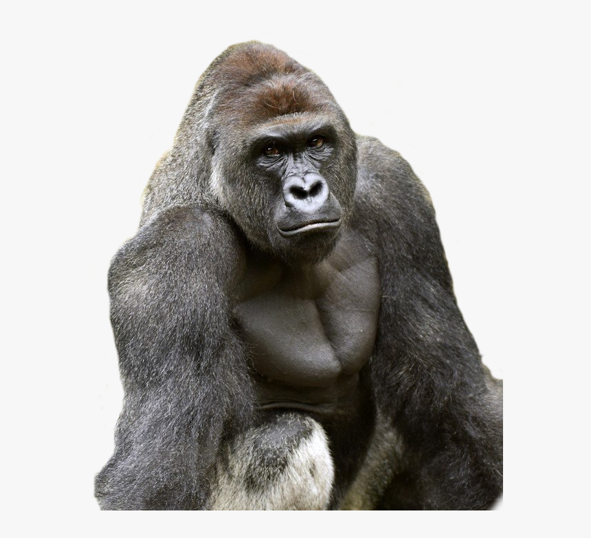 Harambe Face Png - Gorilla Harambe, Transparent Png , Transparent Png ...
