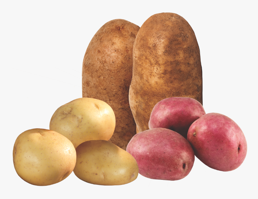 Tuber, HD Png Download , Transparent Png Image - PNGitem