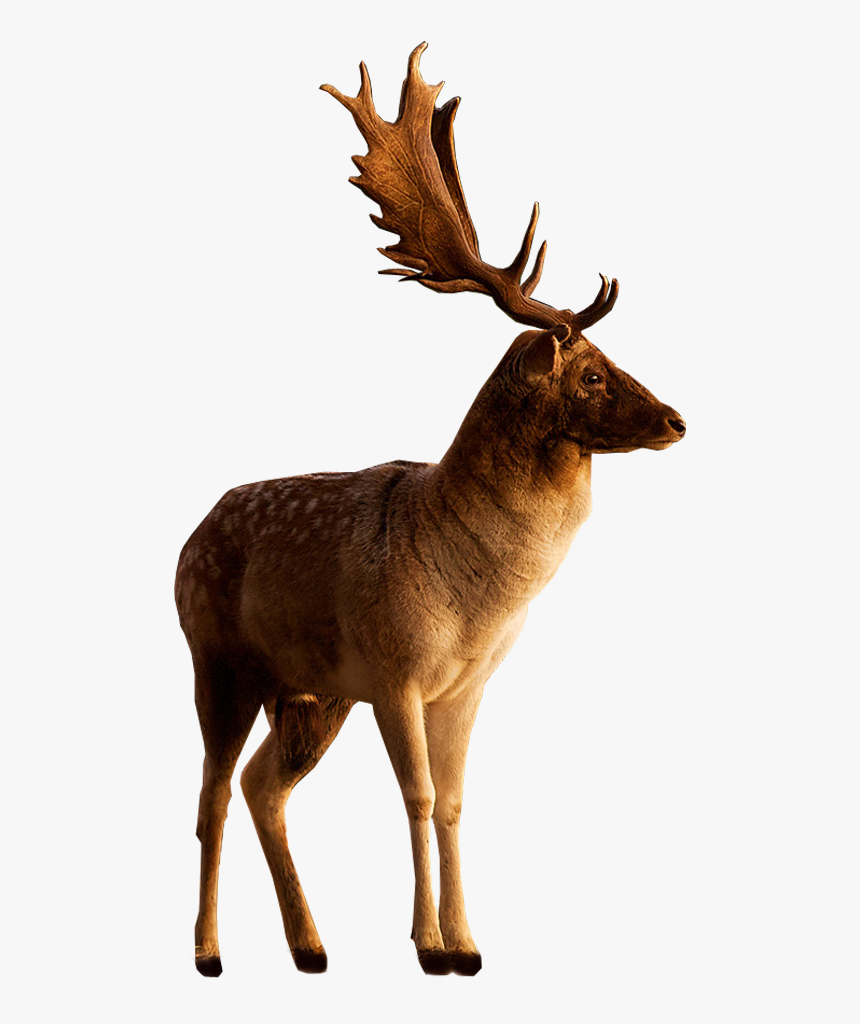 Deer Transparent Background, HD Png Download , Transparent Png Image ...