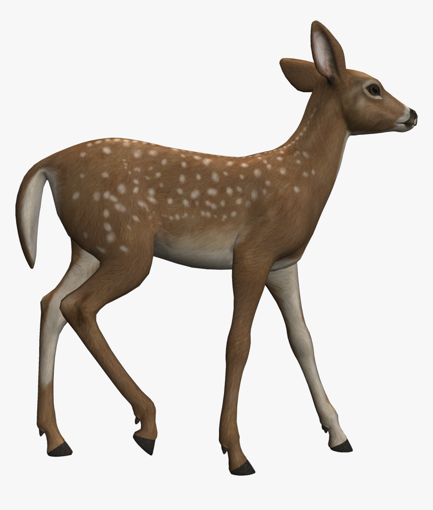 Deer Clipart Heterotroph - Clipart Reh, HD Png Download , Transparent ...