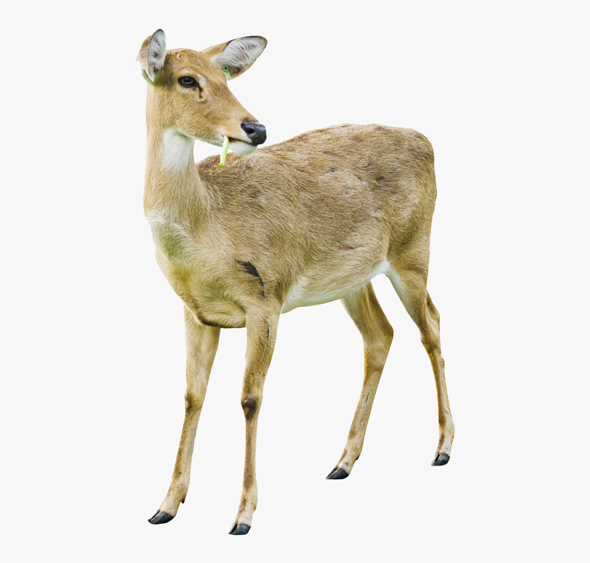 Deer Png Image With Transparent Background - White Tailed Deer Doe ...