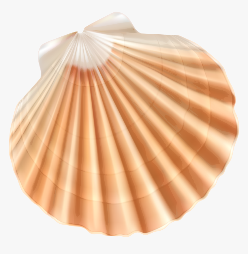 Seashell Clam Clip Art - Shell With Transparent Background, HD Png ...