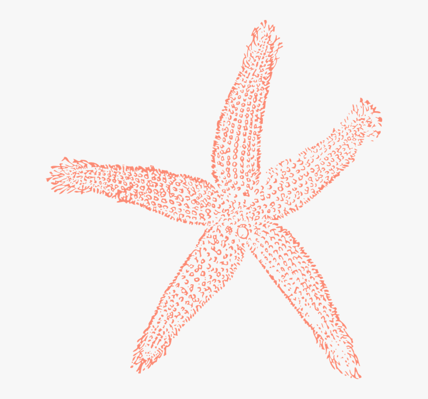 Starfish, Ocean, Water, Close-up, Imprint, Trace, Shape - Coral ...