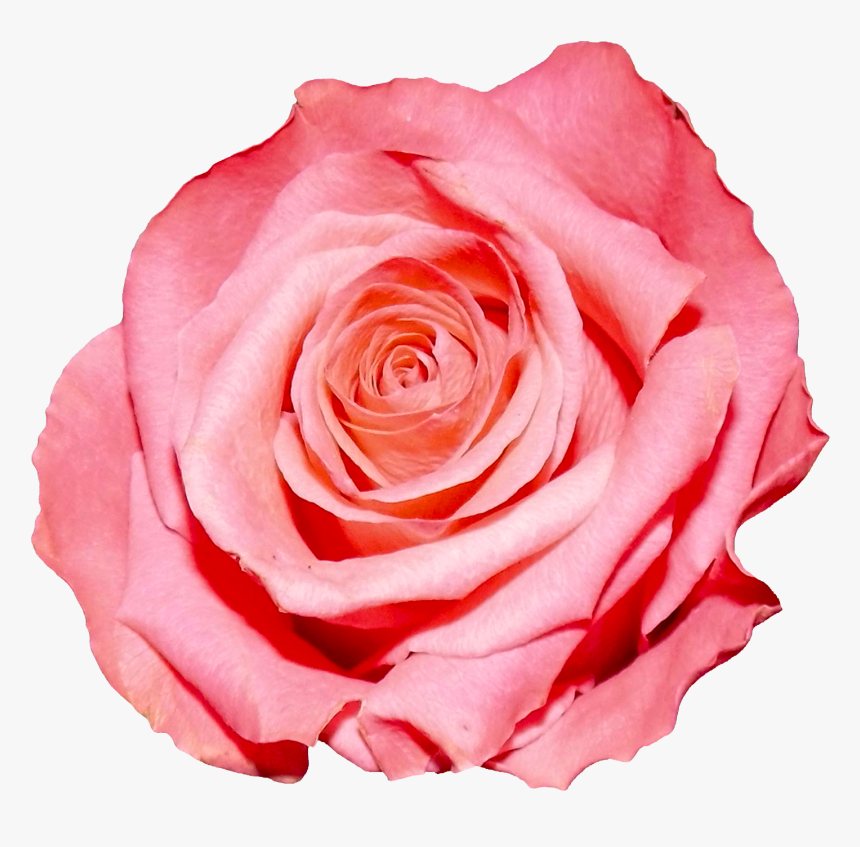 Transparent Background Pink Flower Png, Png Download , Transparent Png ...