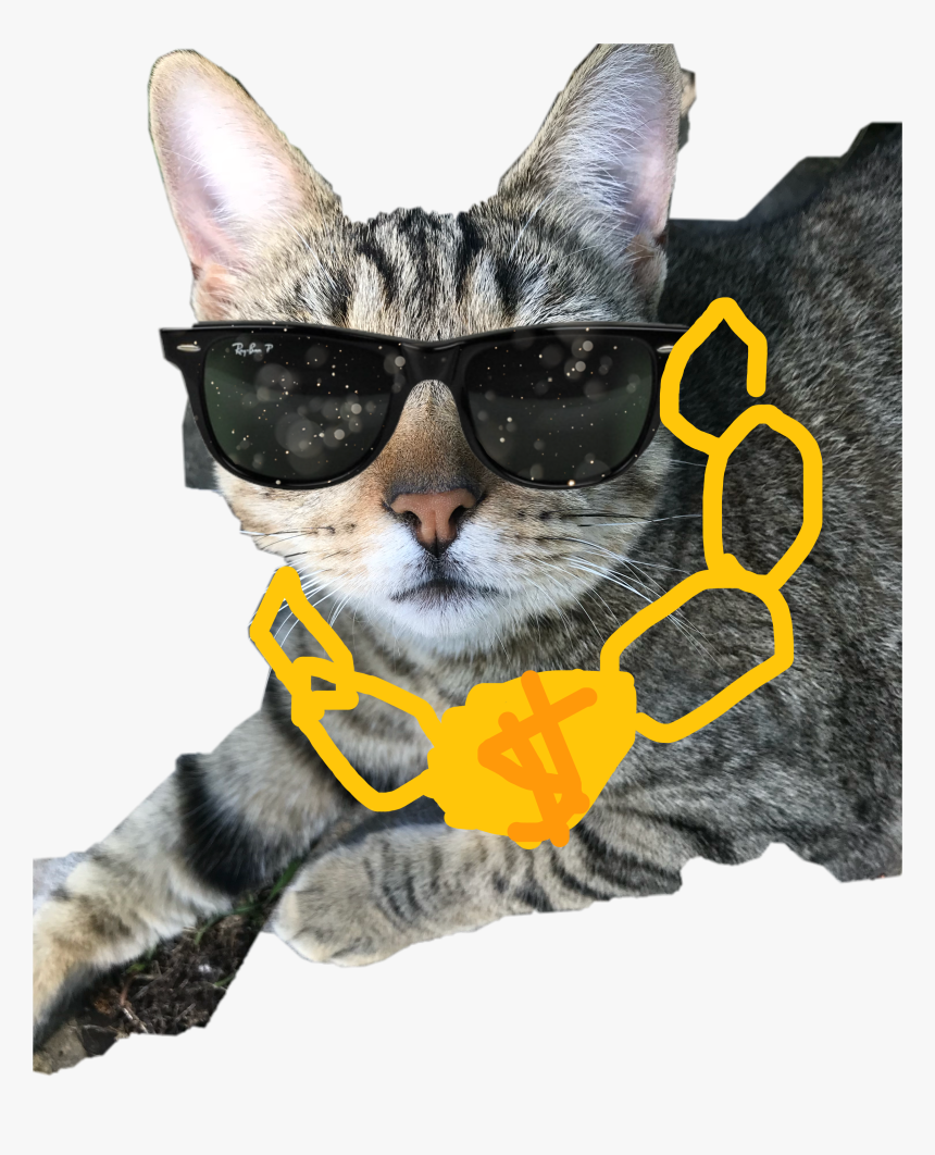 #mlg Cat, HD Png Download , Transparent Png Image - PNGitem