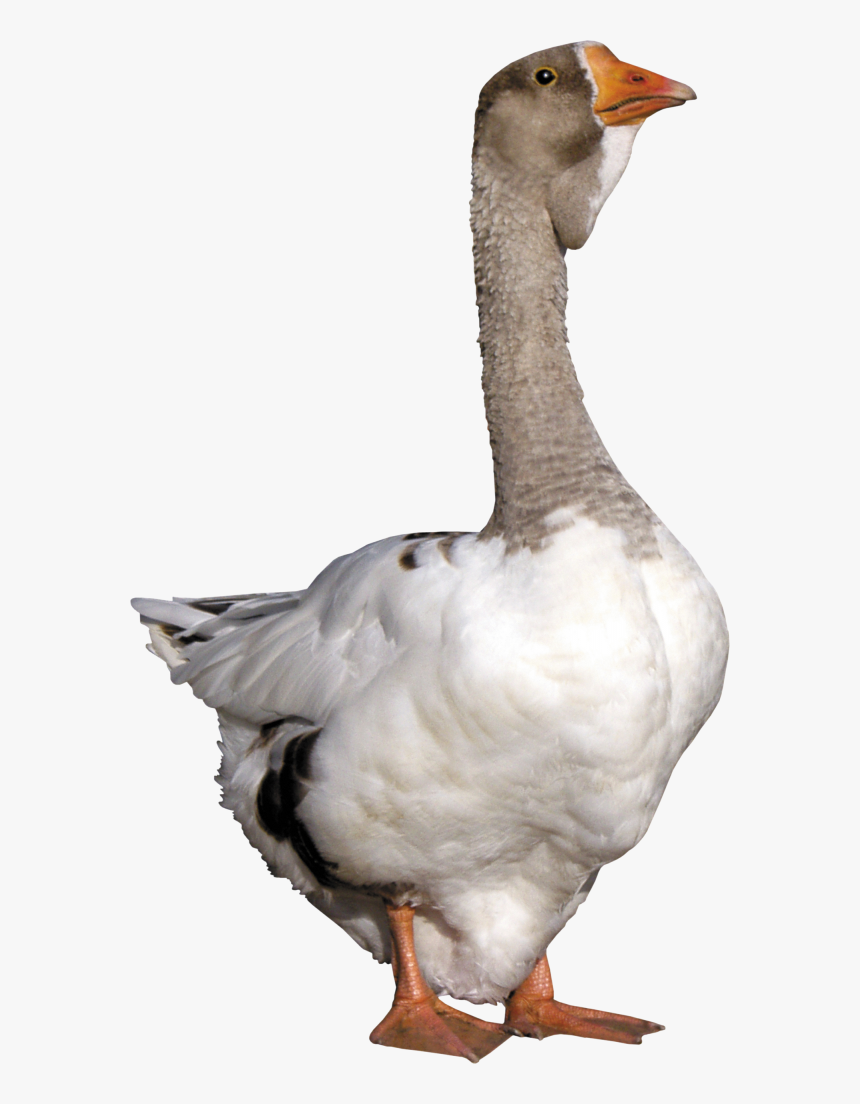 Duck Png Free Download - Grey Goose Duck, Transparent Png , Transparent ...