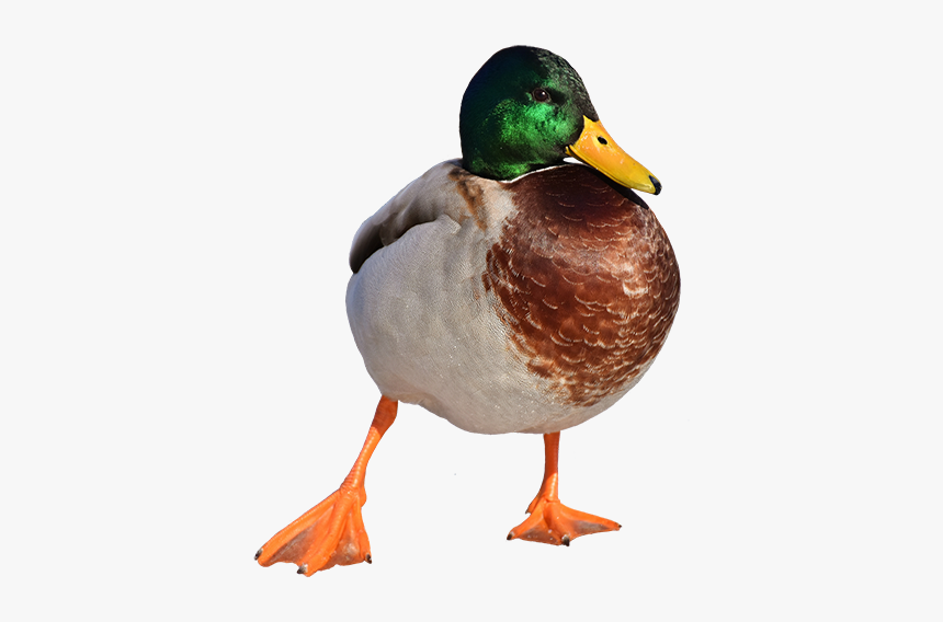 Mallard Duck Transparent, HD Png Download , Transparent Png Image - PNGitem