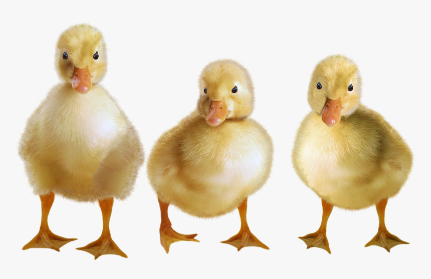 Duck - Duckling Transparent Png, Png Download , Transparent Png Image ...