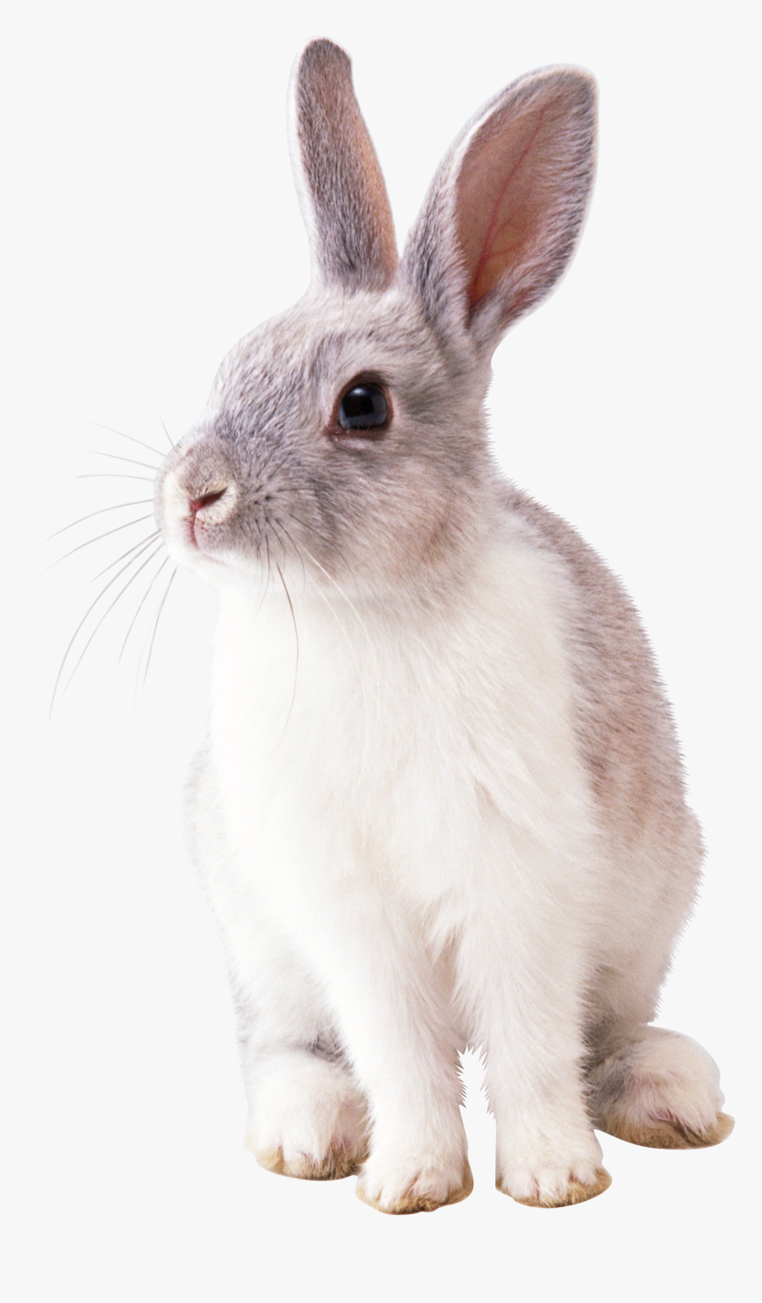 Rabbit Png, Transparent Png , Transparent Png Image - PNGitem