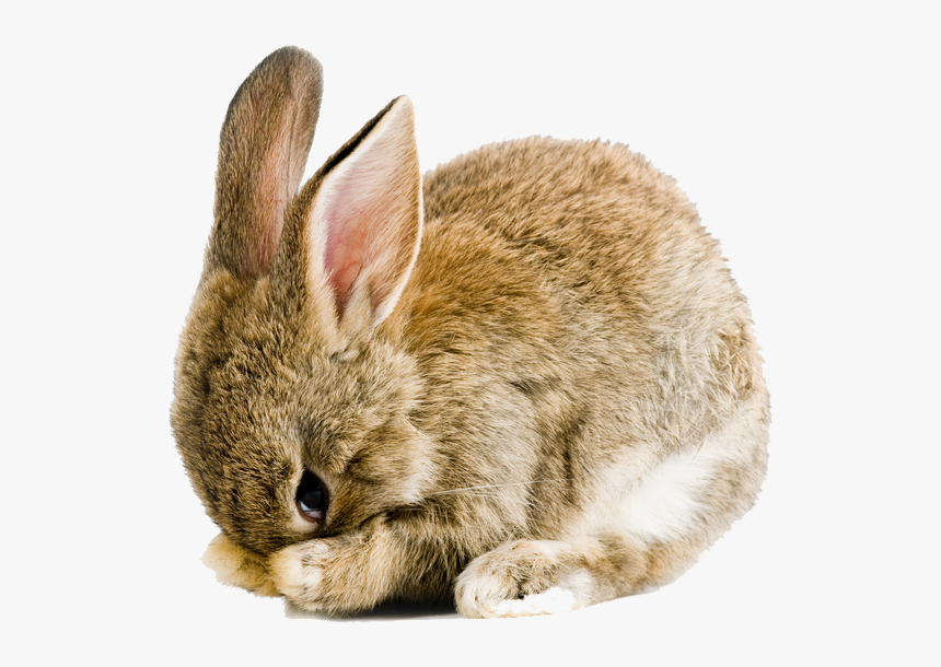 Rabbit Bunny Png - Transparent Background Bunny Clipart, Png Download ...