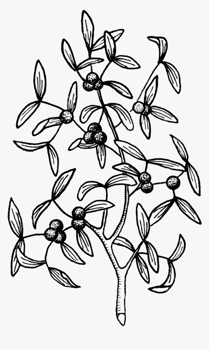 Mistletoe Tattoo, HD Png Download , Transparent Png Image - PNGitem