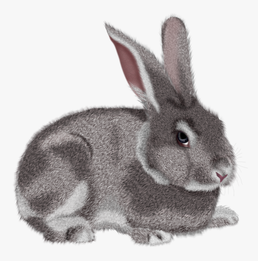 Download Bunny Png - Transparent Background Rabbit Clipart, Png ...