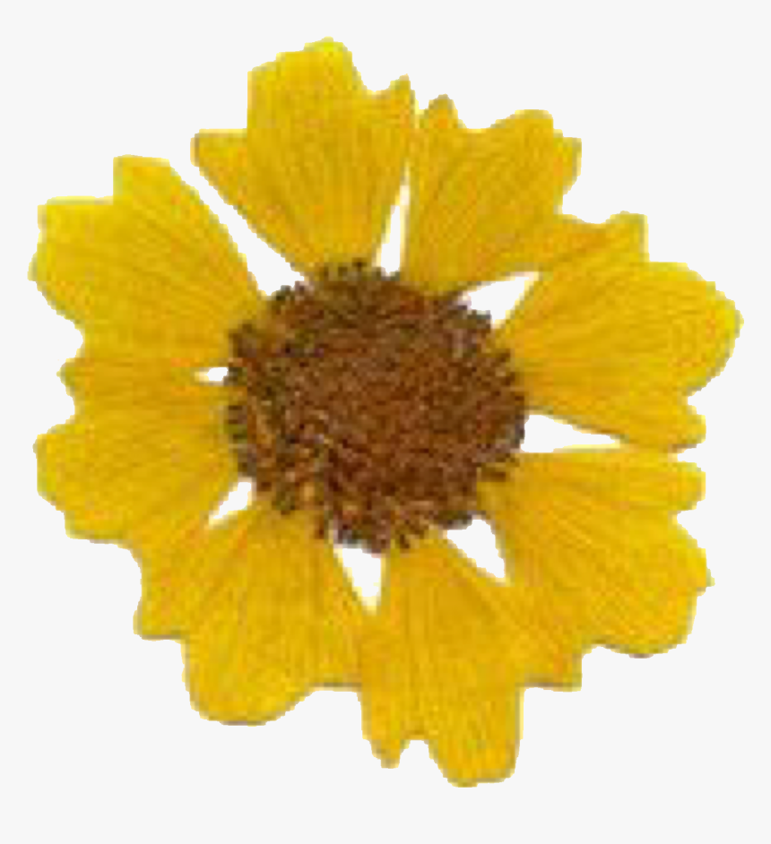 Transparent Yellow Daisy Clipart - Yellow Moodboard, HD Png Download ...