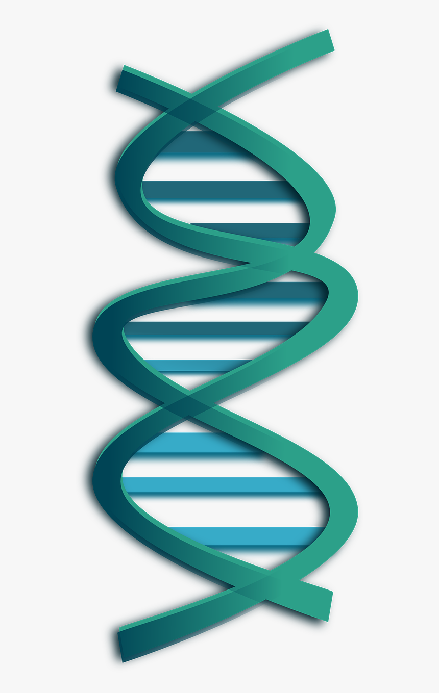 Dna Clip Art, HD Png Download , Transparent Png Image - PNGitem