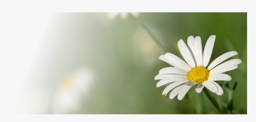 Banner-daisy - Common Daisy, HD Png Download , Transparent Png Image ...