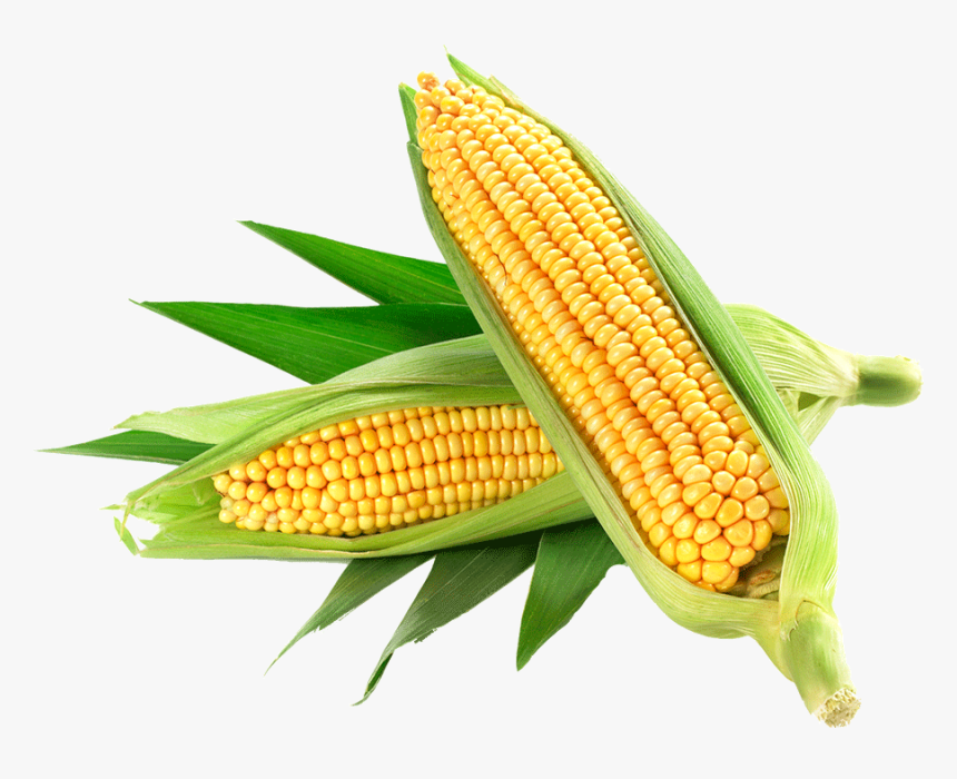 Corn Only Organic - Corn Png, Transparent Png , Transparent Png Image ...