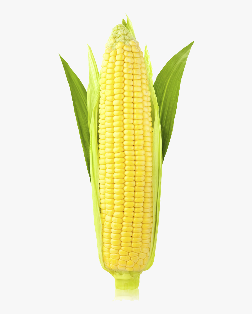 Corn Png Image - Ear Of Corn Transparent, Png Download , Transparent ...
