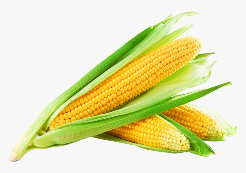 Corn Png Transparent Background - Sweet Corn Hd, Png Download ...
