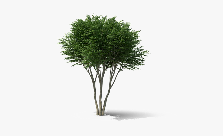 Shrub Png Background Image - Shrub Png, Transparent Png , Transparent ...