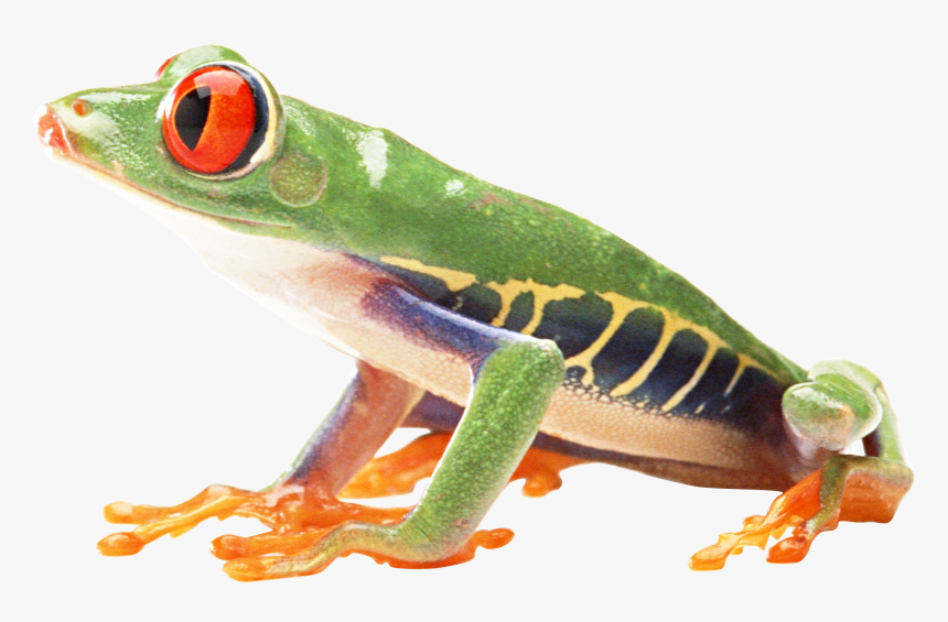 Frog Png - Red Eyed Tree Frog Png, Transparent Png , Transparent Png ...