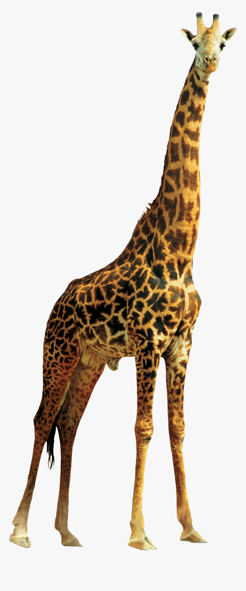 Giraffe High Quality Png - Transparent Background Giraffe Transparent ...