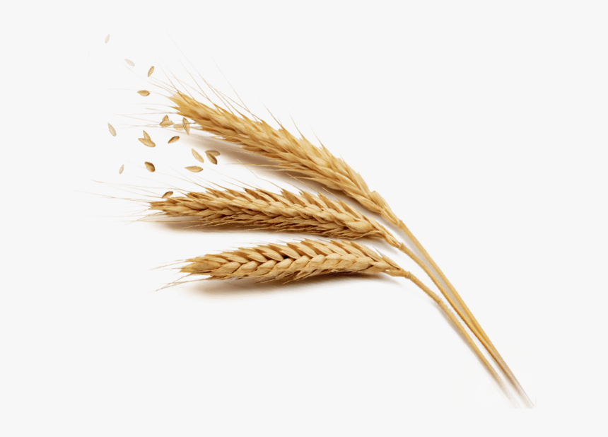 Harvest Rice Wheat Golden Free Download Png Hq Clipart - Wheat Grains ...