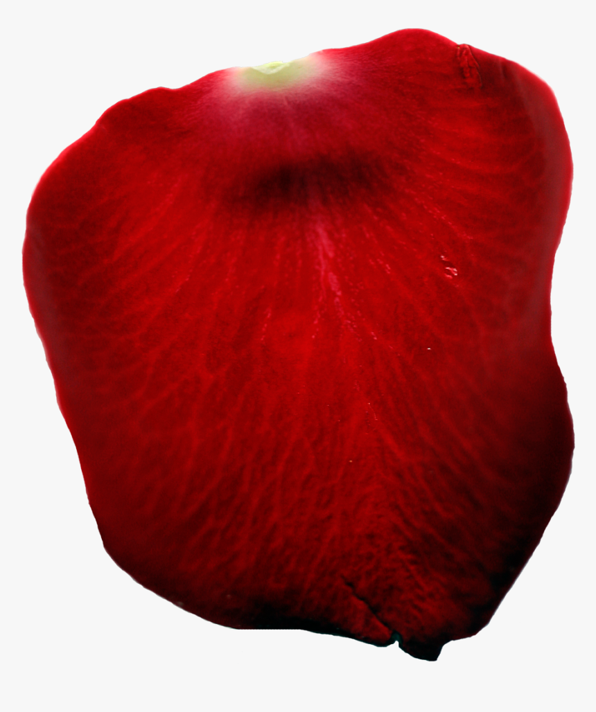 Single Rose Petal Png , Png Download - Single Rose Petal Png ...