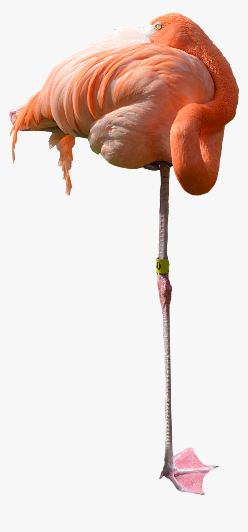 Flamingo Png Image Transparent Background - Flamingo Transparent ...