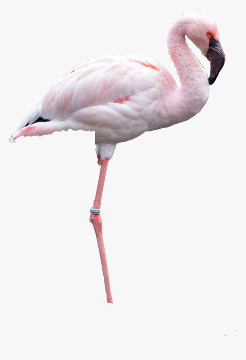 #flamingo #png #nobackground - Png Flamingo, Transparent Png ...