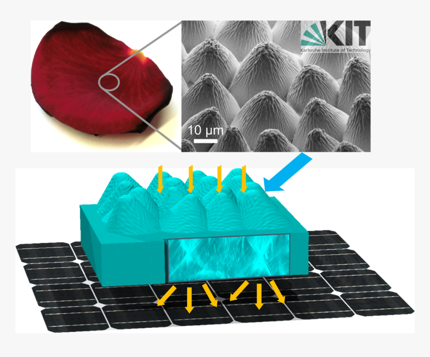 Flower Power Photovoltaic Cells Replicate Rose Petals - Biomimicry In ...